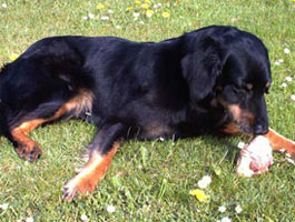 Barfen - Biologisch artgerechte rohe Fütterung- für Hunde